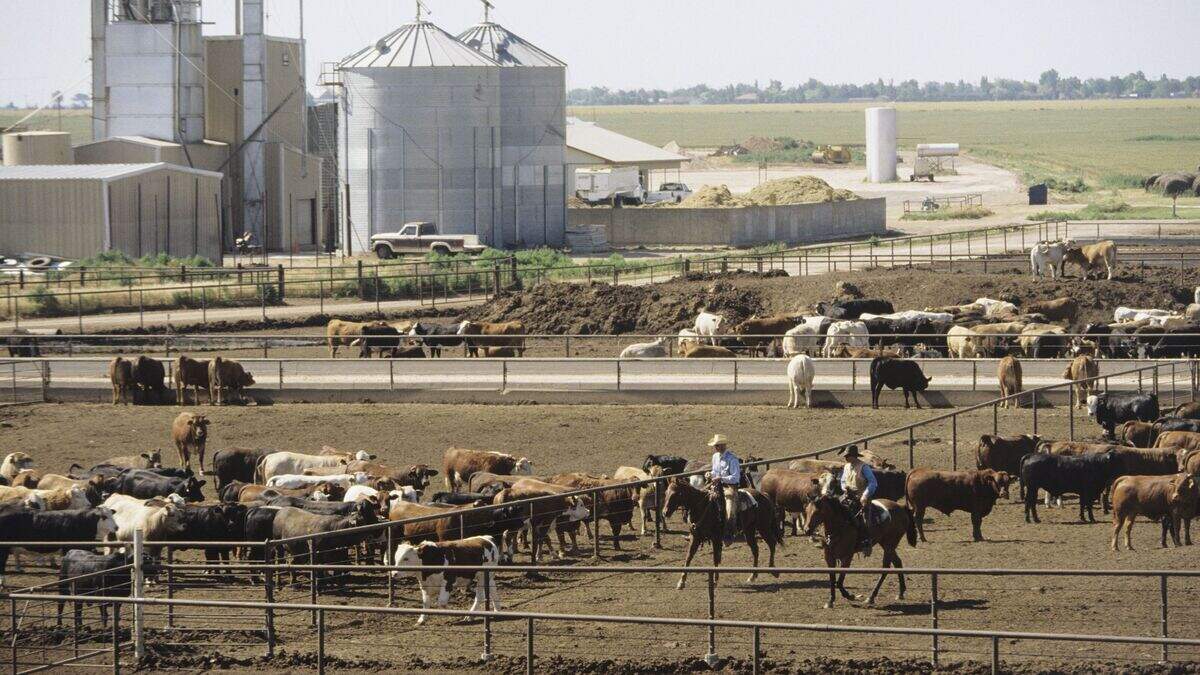 Lessons we can learn from the USA’s drop in breeding cow numbers ...