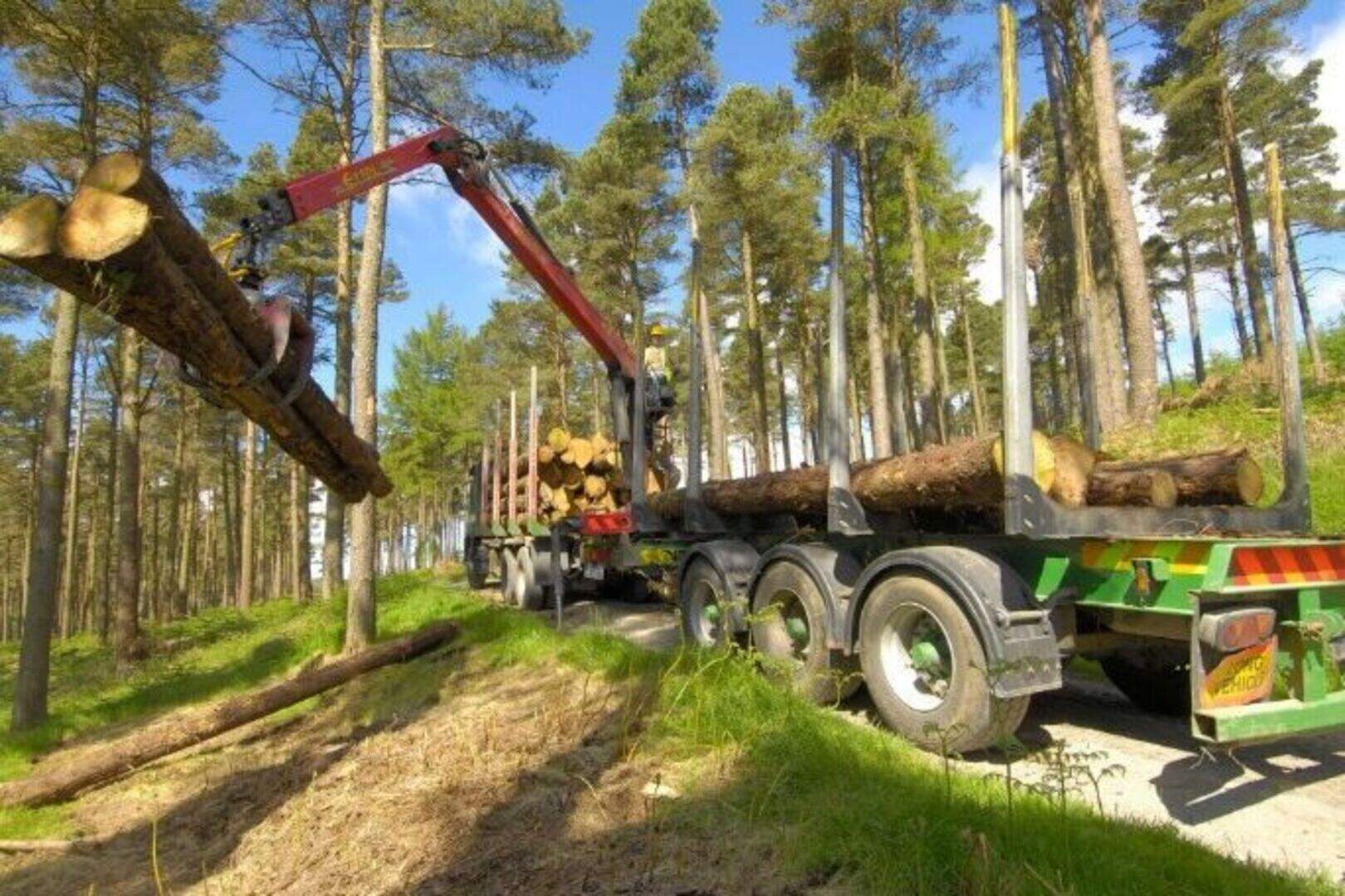 State-owned forestry firm Coillte’s revenue and profits fall amid ...