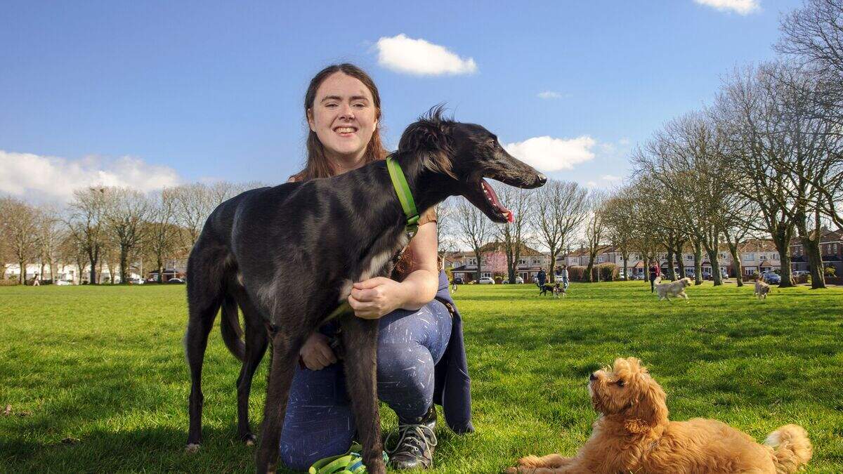 Pandemic pooches: Will our new obsession with dogs come back to bite us ...