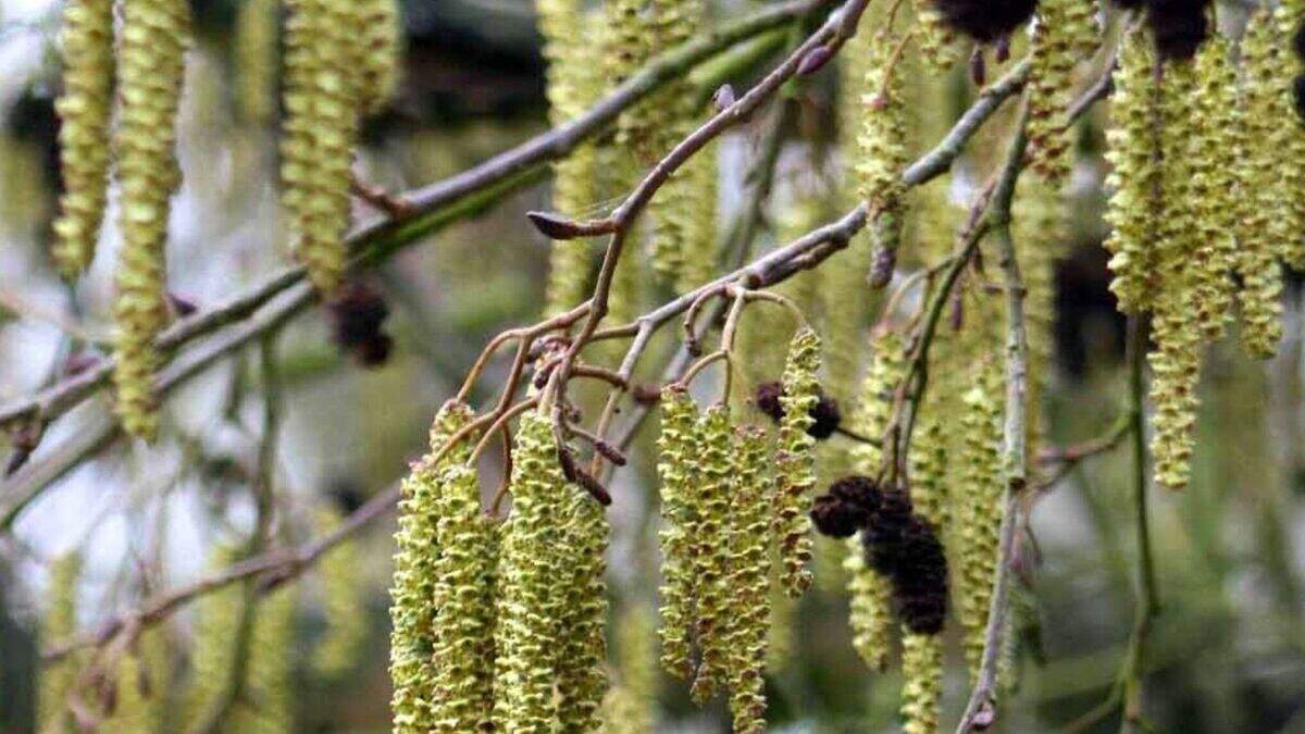 Alder trees put on their lovely display of catkins | Irish Independent