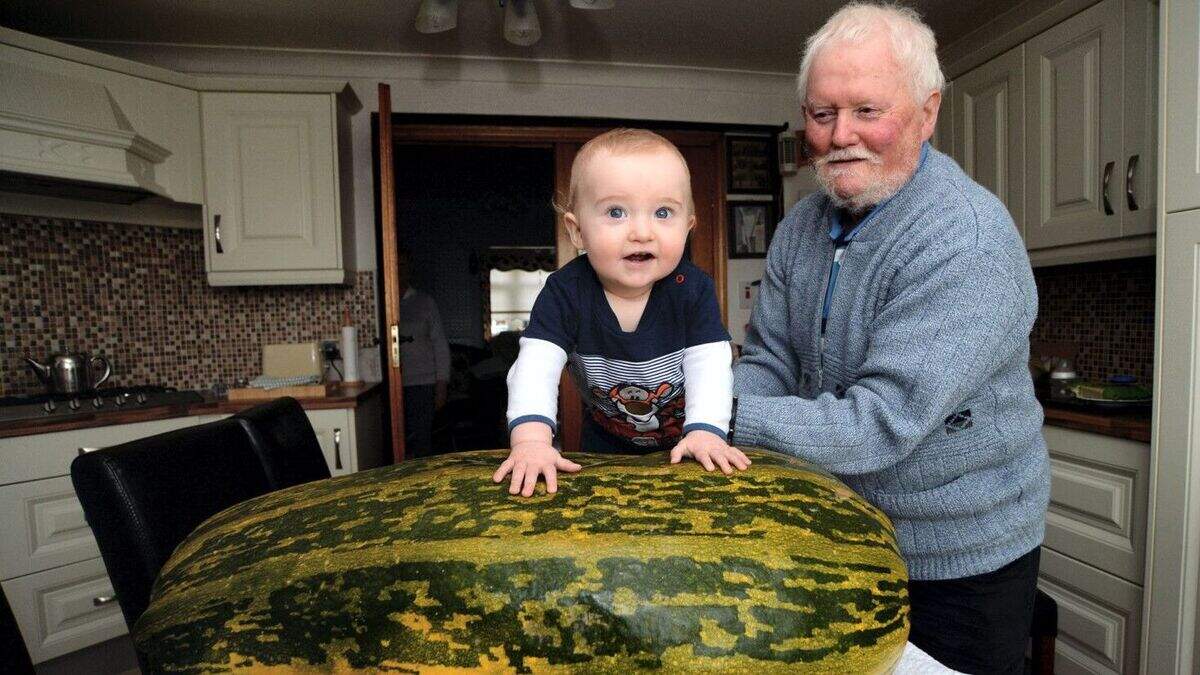 Irish Grandad won't reveal secret at root of his giant vegetable ...
