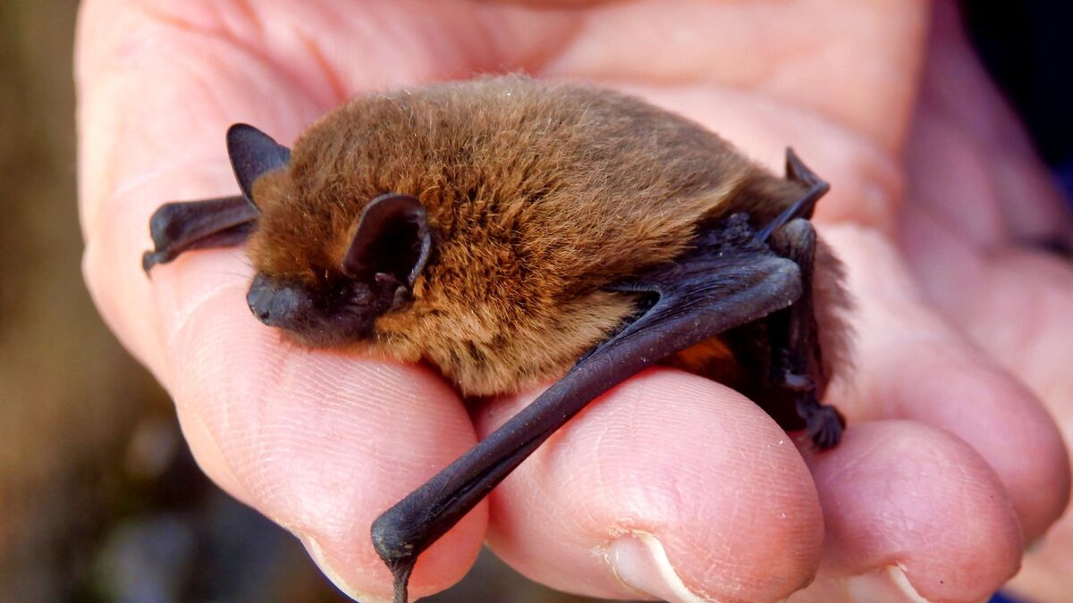 New Laois bat group takes wings with aim to encourage habitat ...