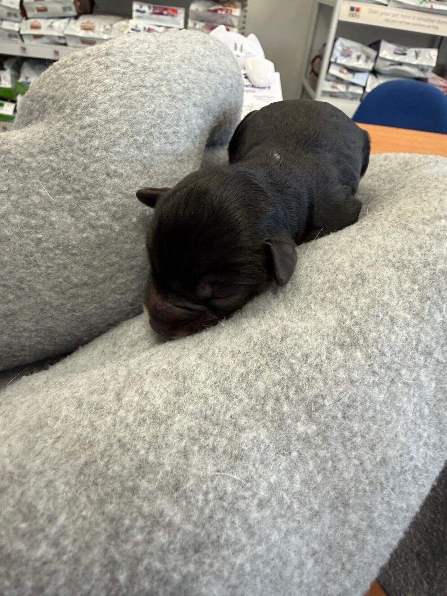 Puppy left to die inside bin in Clare village gets happy ending | Irish ...