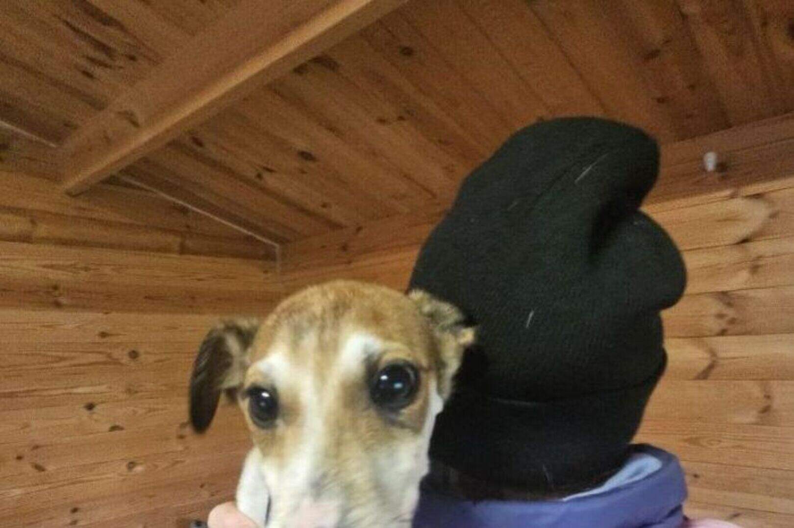 Two puppies rescued by Galway charity after being abandoned during ...