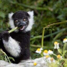 Endangered species boost as Fota Wildlife Park celebrates lemur babies ...