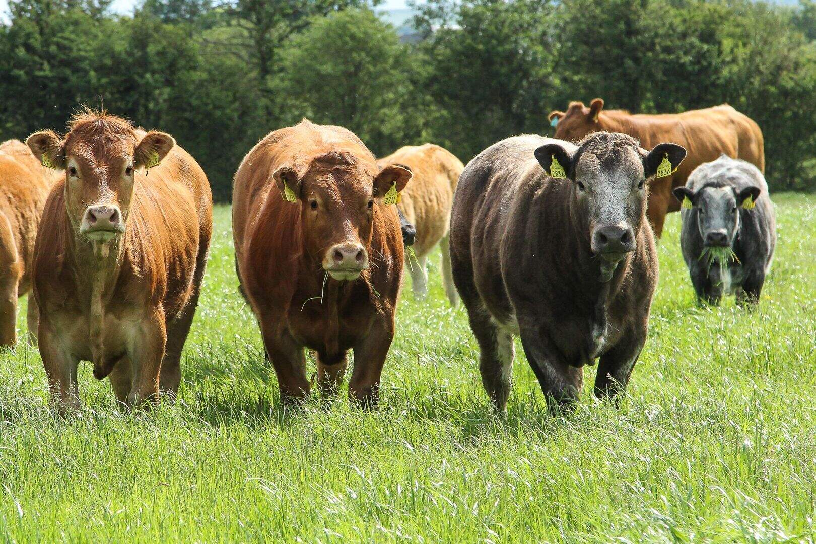 Quality Assurance scheme is not ‘box ticking’, it’s critical – Bord Bia ...