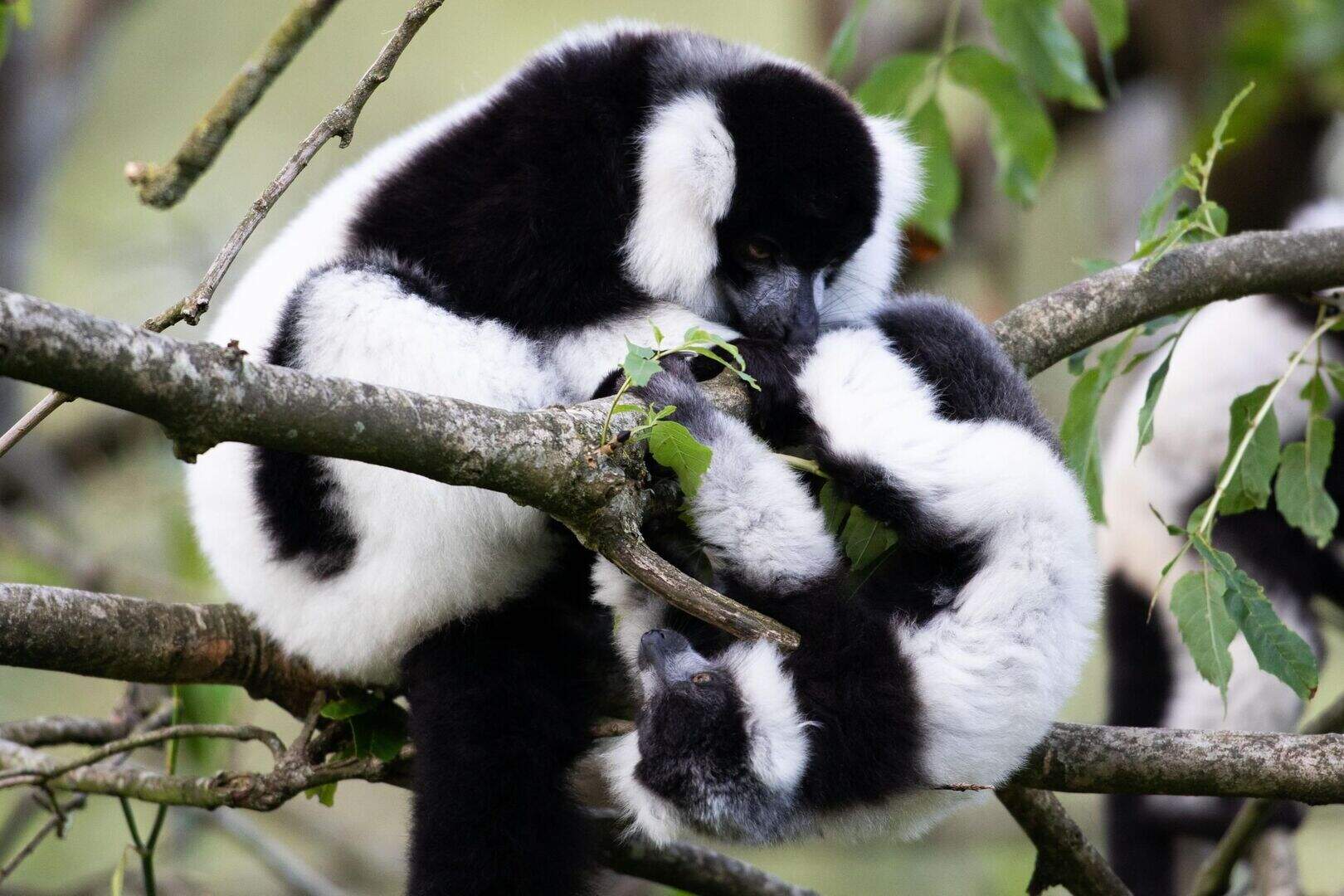 Endangered species boost as Fota Wildlife Park celebrates lemur babies ...