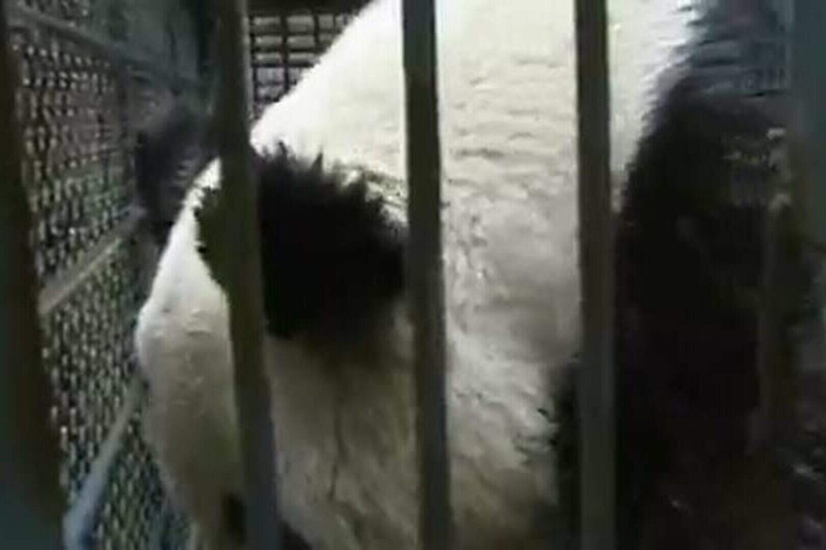 Chinese panda celebrates 10th birthday | Irish Independent