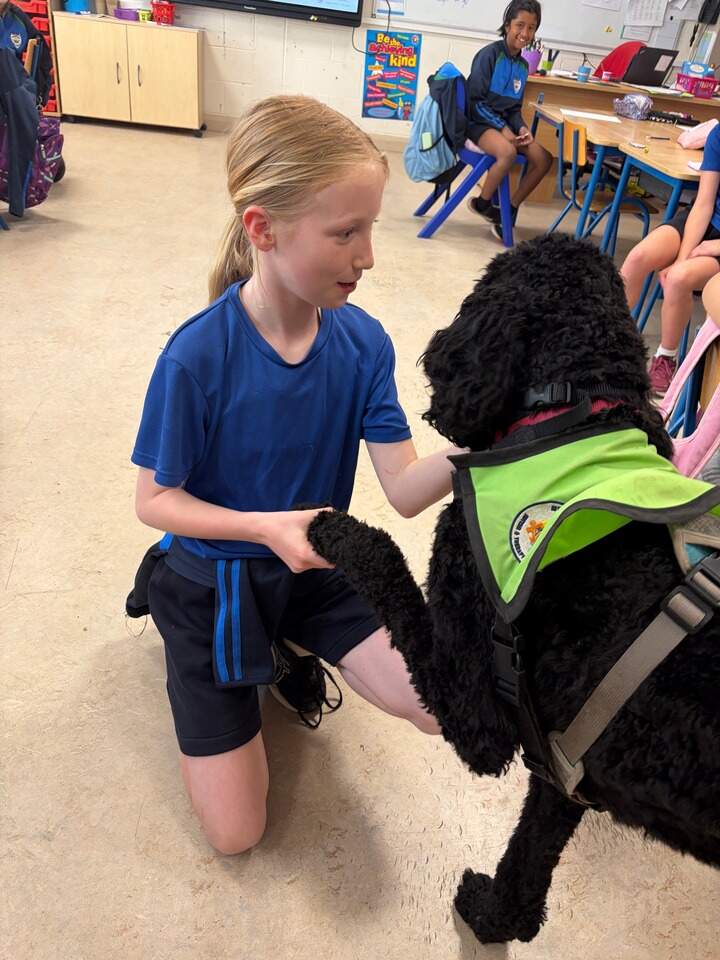 Laois primary school staff to skydive in fundraiser for a therapy dog ...
