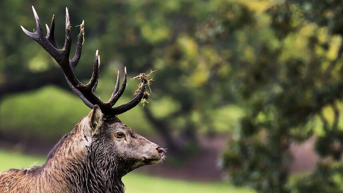 How a stag on the loose for over a year in a built-up part of Clare ...