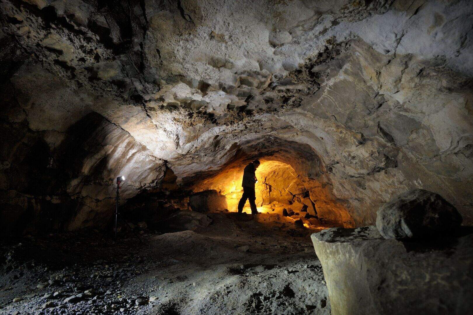 Discovery of 5,500-year-old wildcat in Clare sheds new light on ...