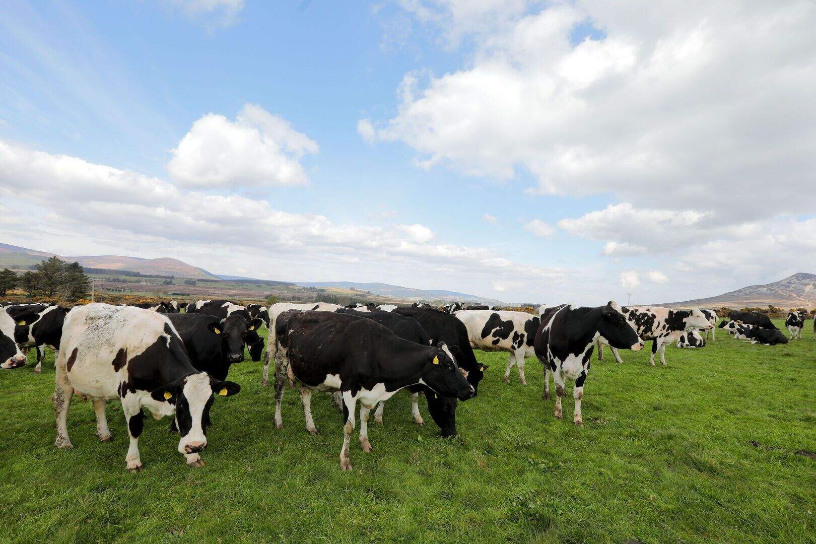 ‘I have to cull 20 cows –it’ll cost me €81k a year’ –Three farmers on ...