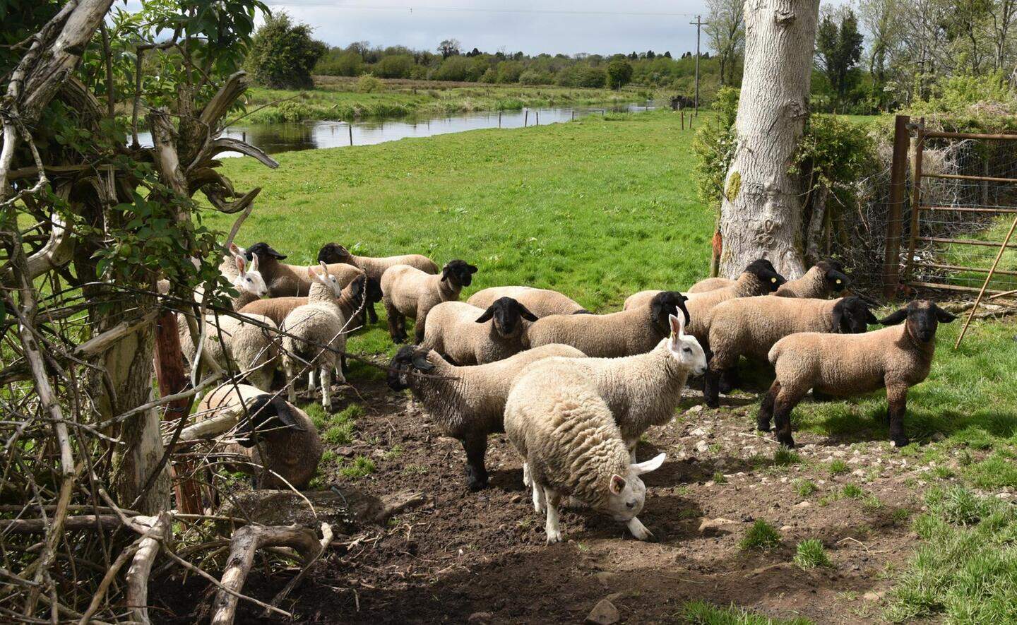 ‘We’ve lost some of the quality of the Suffolk breed over the years ...