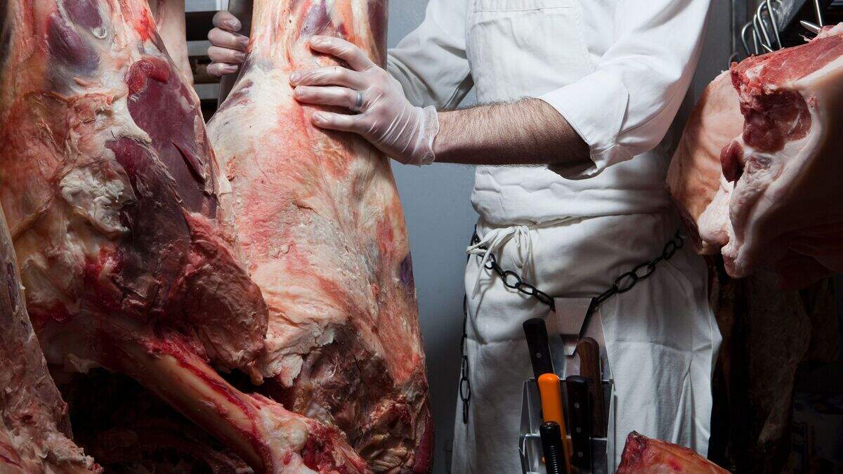 Tight cattle supplies to boost 2024 beef prices | Irish Independent