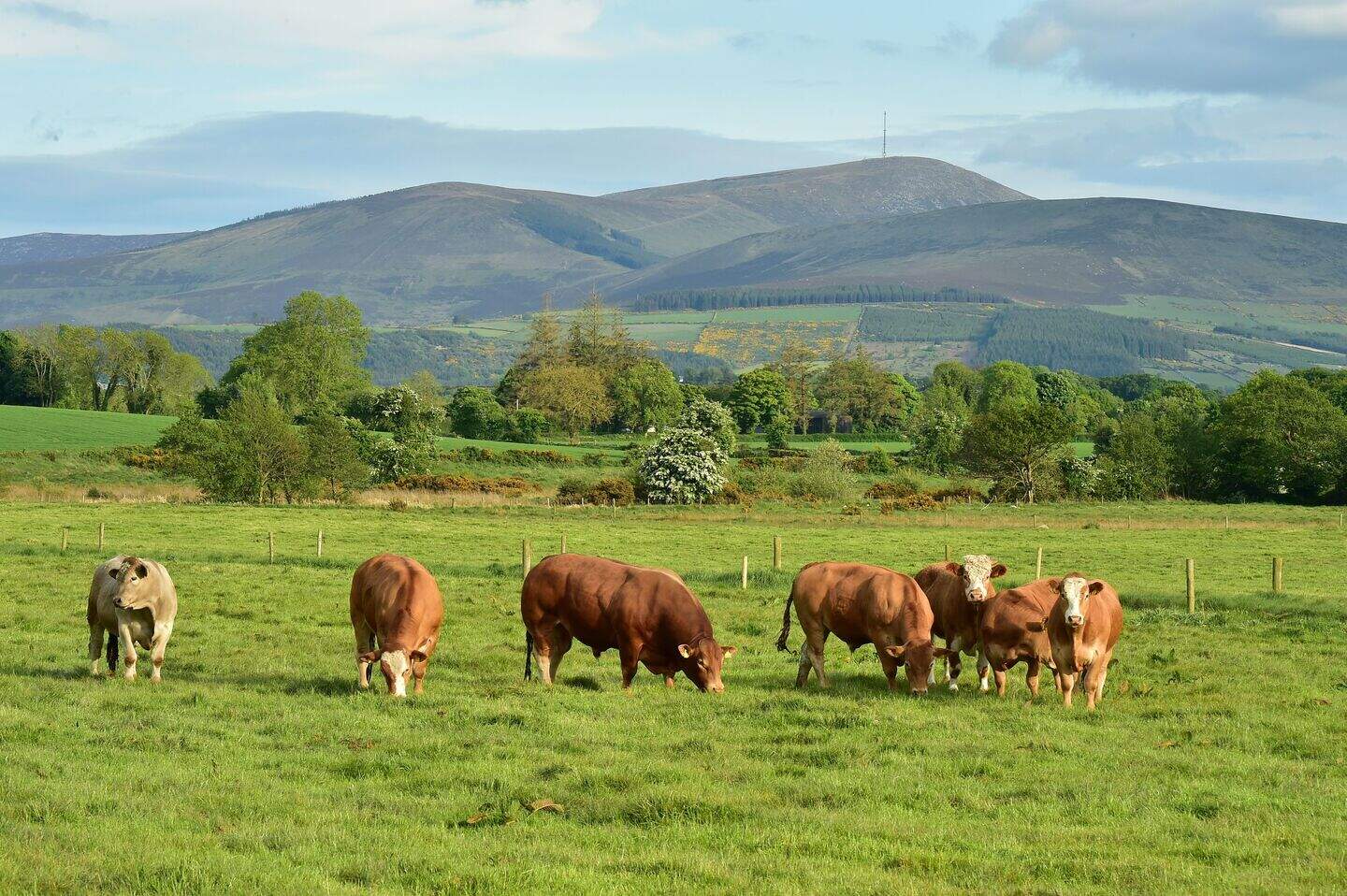All signs point to continued tightening of cattle supplies, industry ...