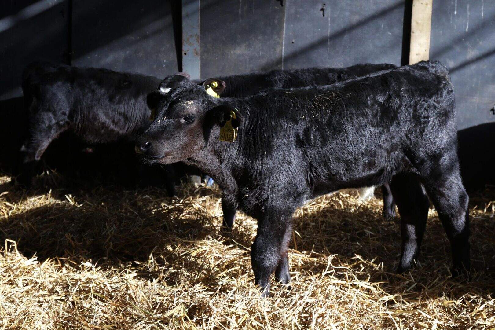 What this farmer learned from managing Europe’s biggest pedigree Angus ...