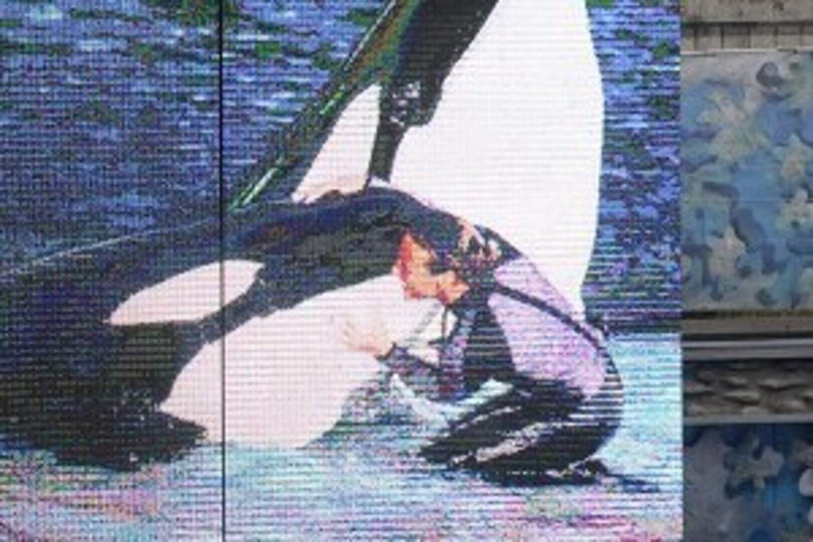 SeaWorld trainer death an accident | Irish Independent
