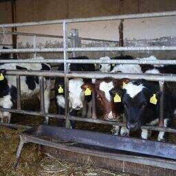 Why taking the hit on a poor-thriving animal can lead to long-term ...