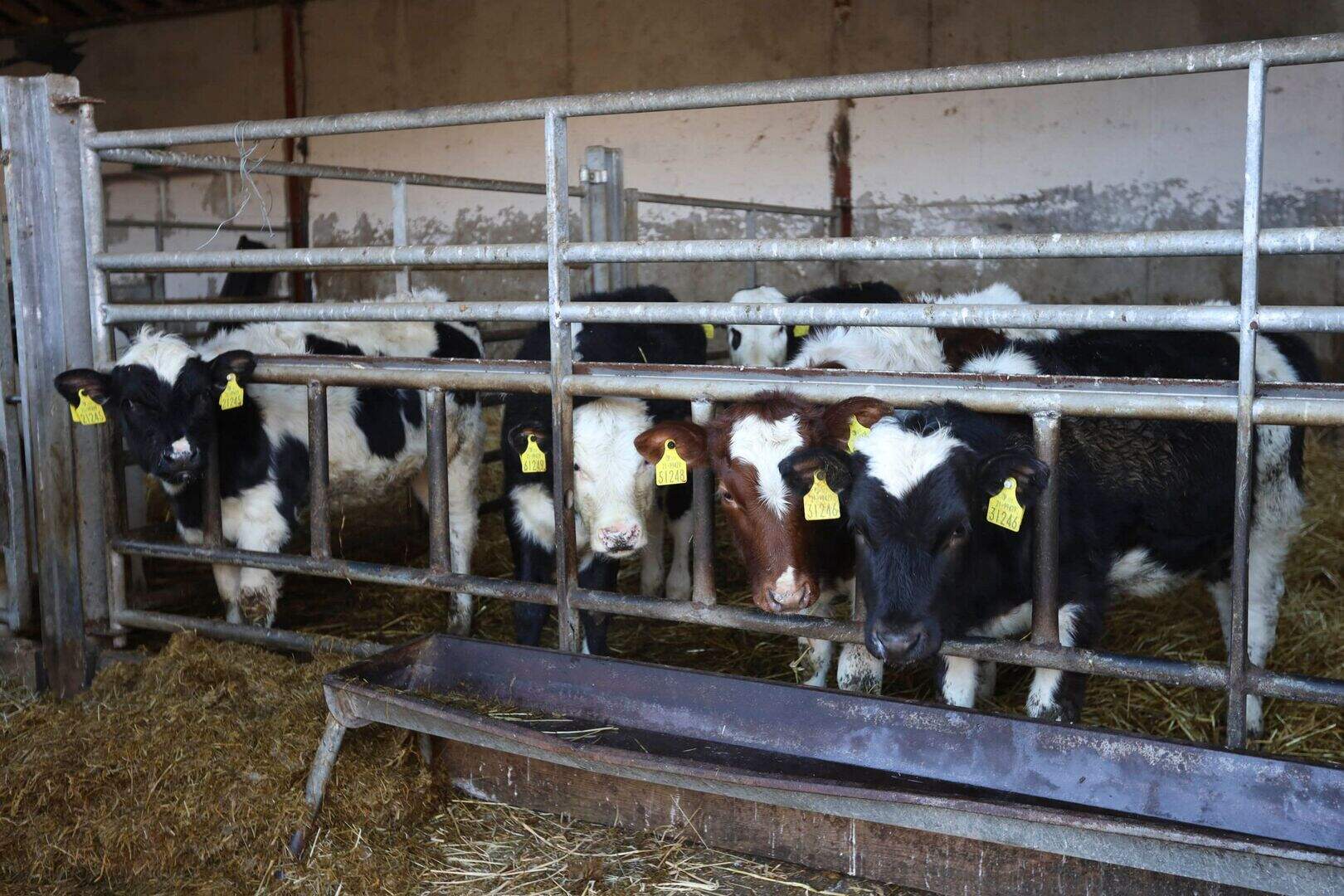 Why taking the hit on a poor-thriving animal can lead to long-term ...