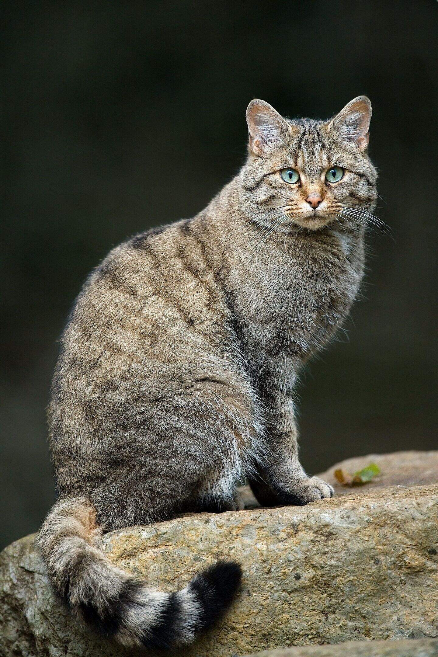 Discovery of 5,500-year-old wildcat in Clare sheds new light on ...