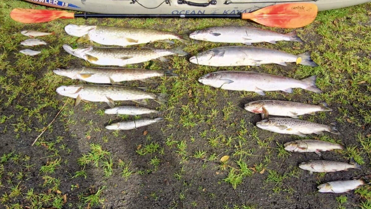 Inland Fisheries Ireland probes agricultural discharge after more than ...