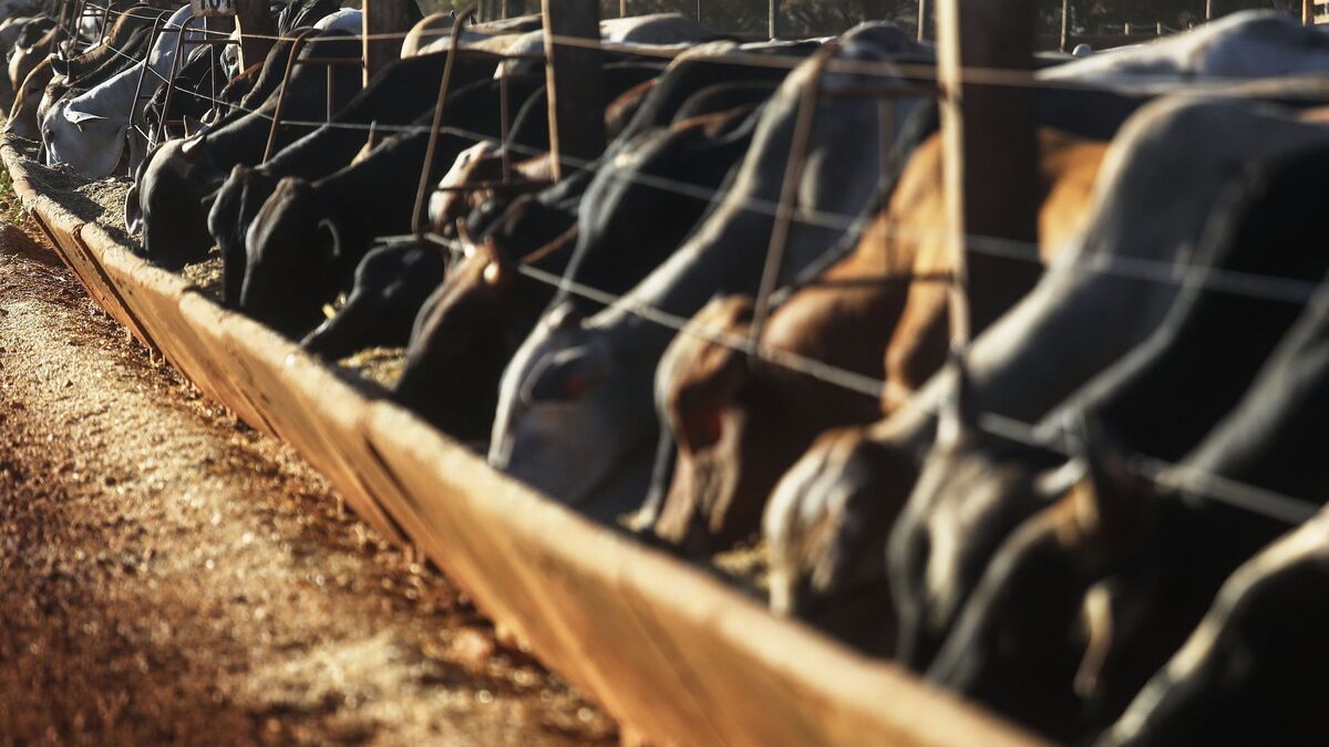Brazil nears its China beef quota in big shift to trade flow | Irish ...