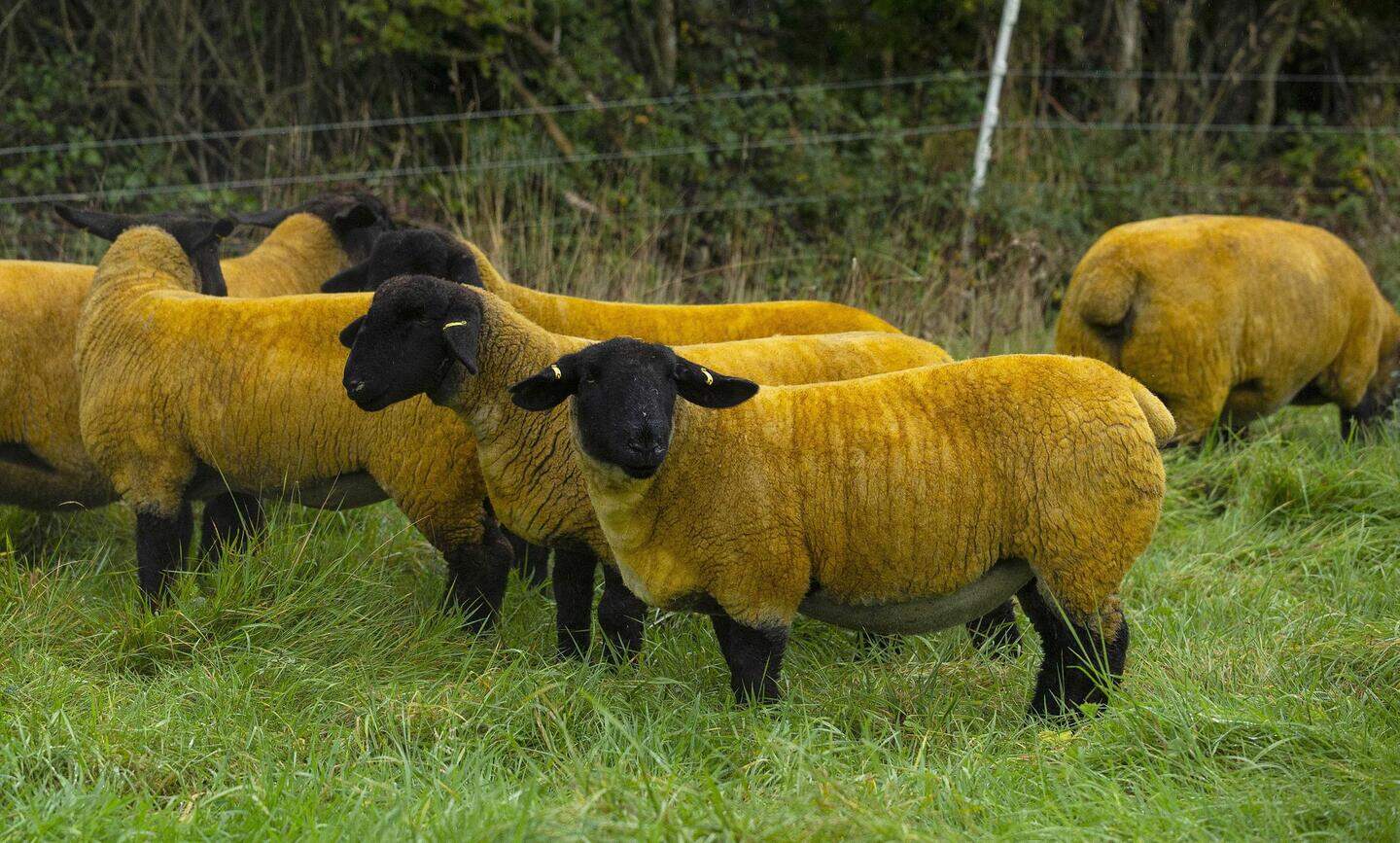 Why this young farmer has invested €50,000 in his pedigree Suffolk ...