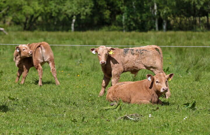 How this Longford 90-cow suckler farm is consistently producing U grade ...