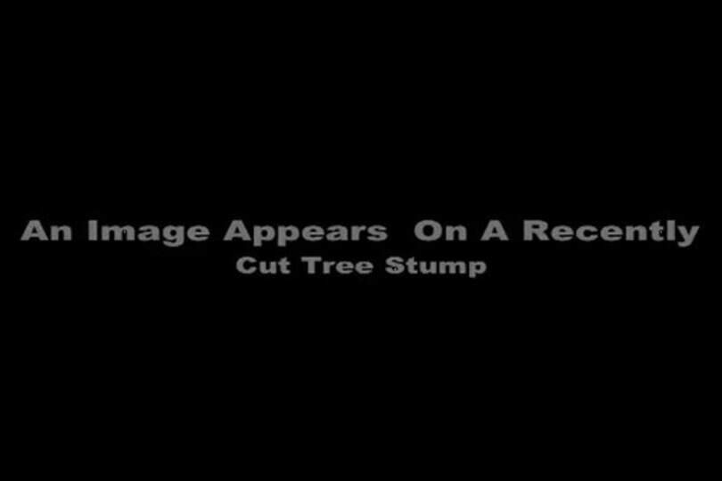 Face of Jesus Christ appears on cemetery tree stump stumping locals ...