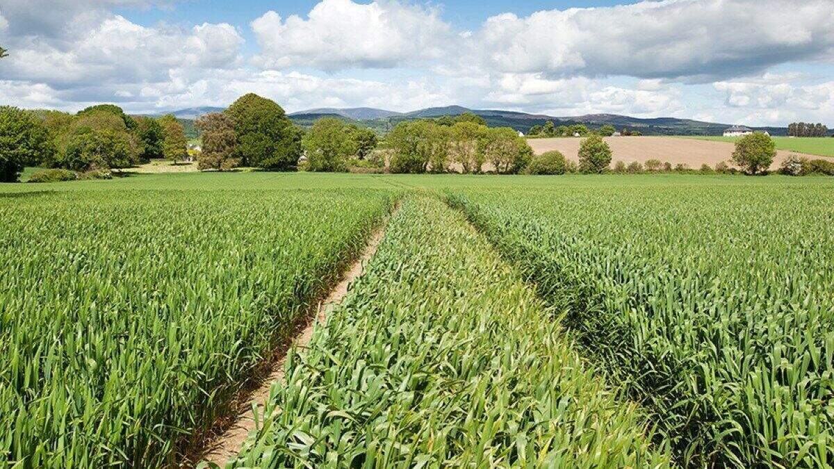 203ac of prime tillage land in Dungarvan on the market for €4m | Irish ...