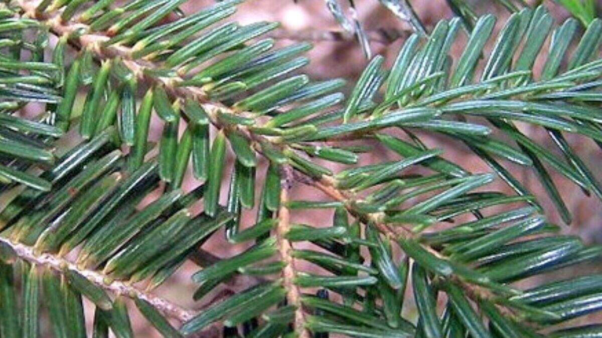 Fir trees the most sought after at Christmas time | Irish Independent