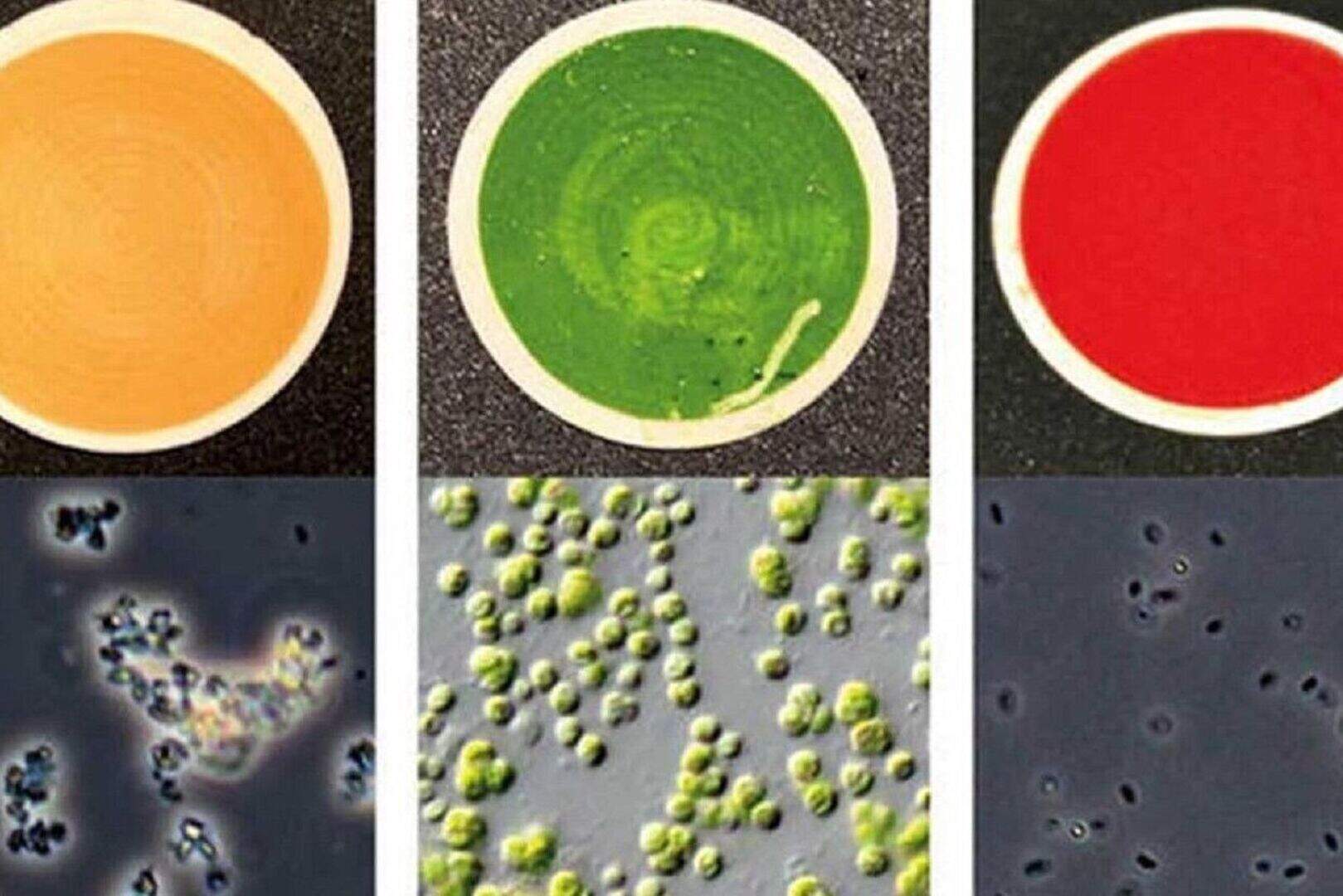 Colour chart could trace alien life | Irish Independent
