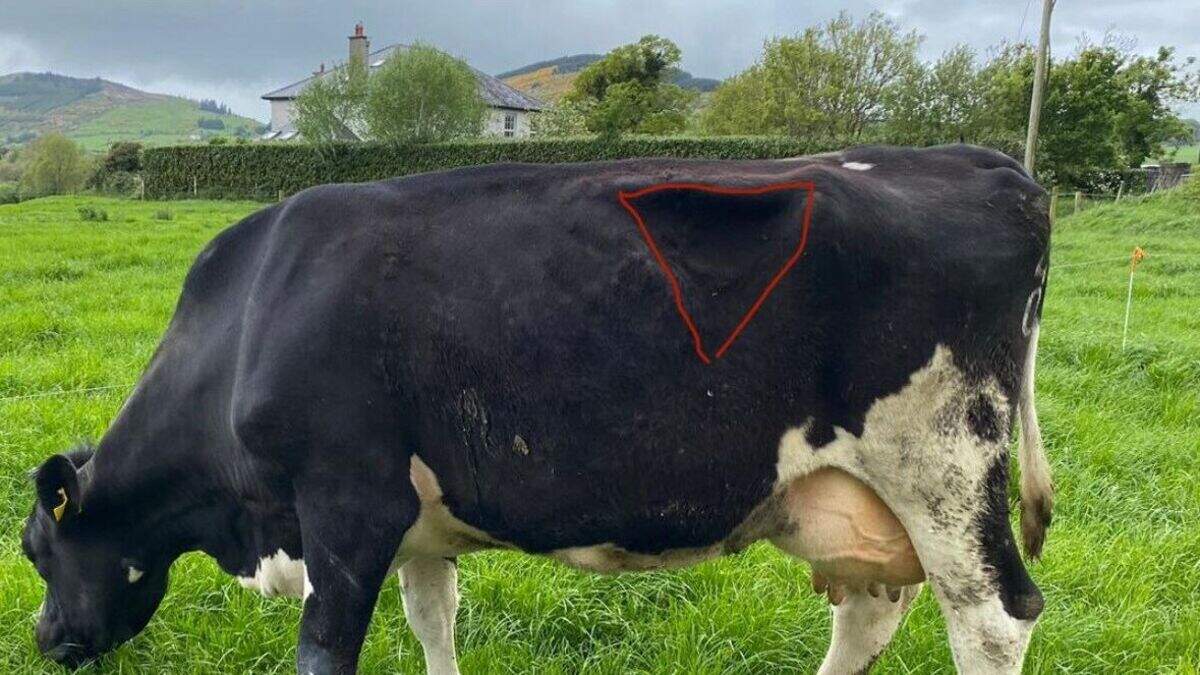 Eamon O’Connell: Lame cows hit your profits hard – follow these tips to ...