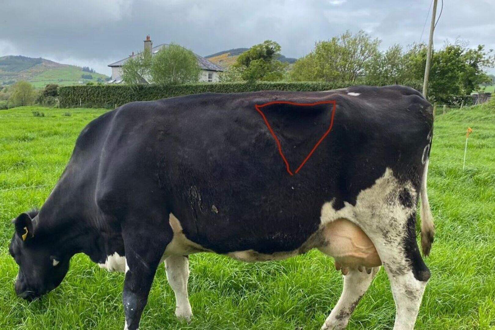 Eamon O’Connell: Lame cows hit your profits hard – follow these tips to ...