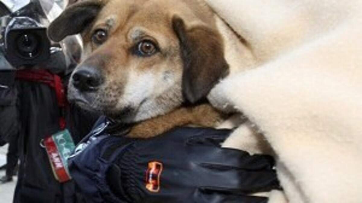 Tsunami dog and owner reunited | Irish Independent