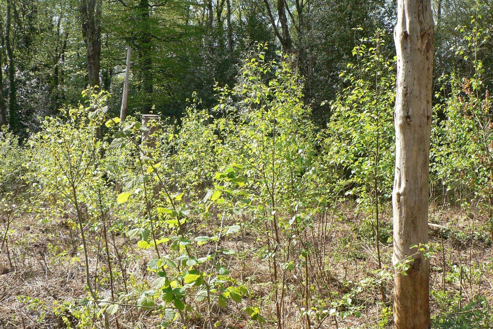 How to get a grant to plant a small native forest on your farmland ...