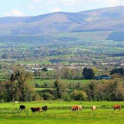 Irish land prices fourth highest in EU at over €25k/ha | Irish Independent