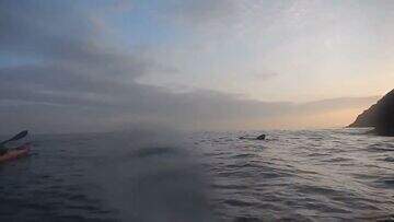 Watch: Amazing footage of basking shark arriving back along the Kerry ...