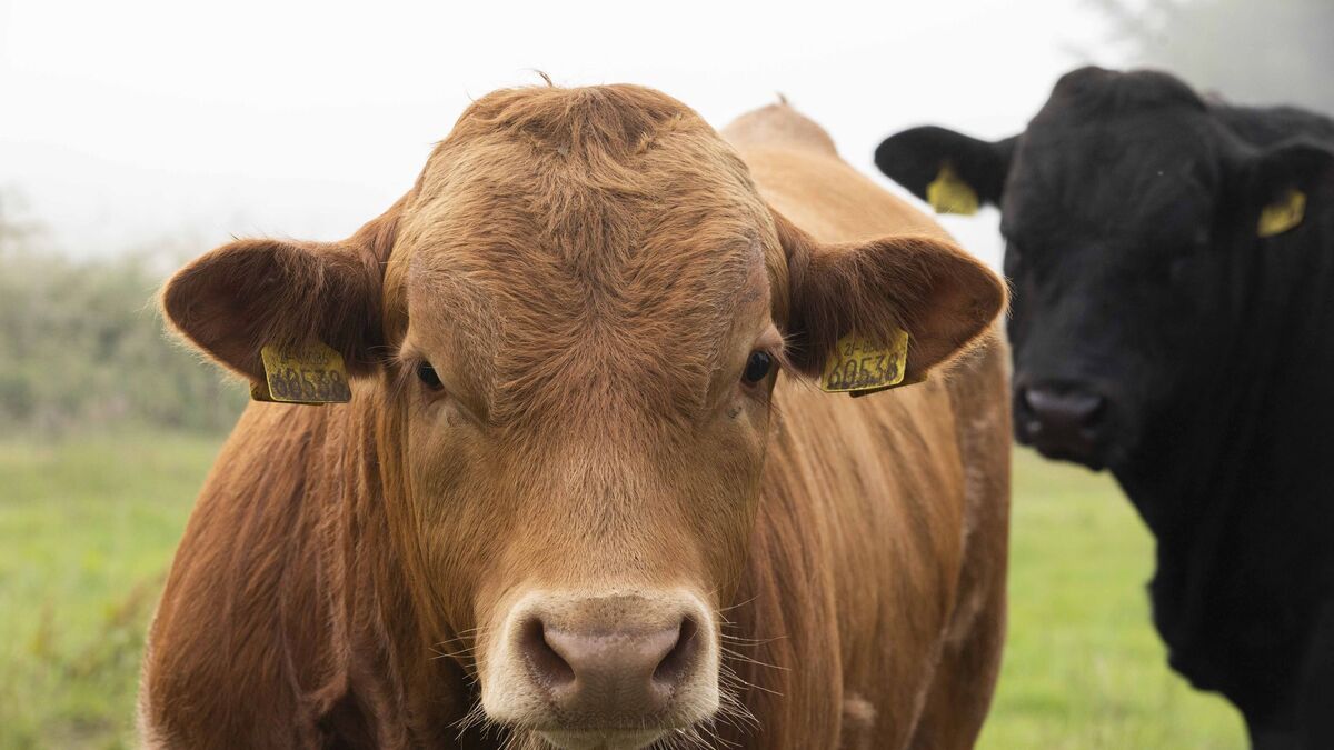 ‘More stable cattle supply scenario’ forecast with kill expected to ...