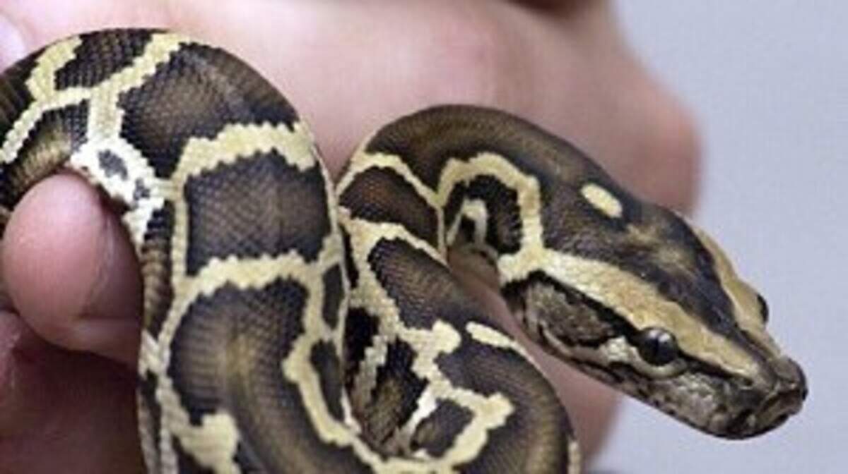 Pilot unfazed by snake on a plane | Irish Independent