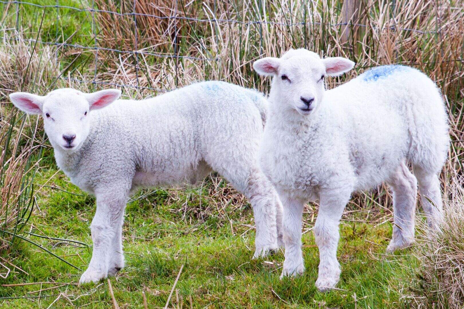 Tom Staunton: Factories are shaving every last cent off lamb returns ...