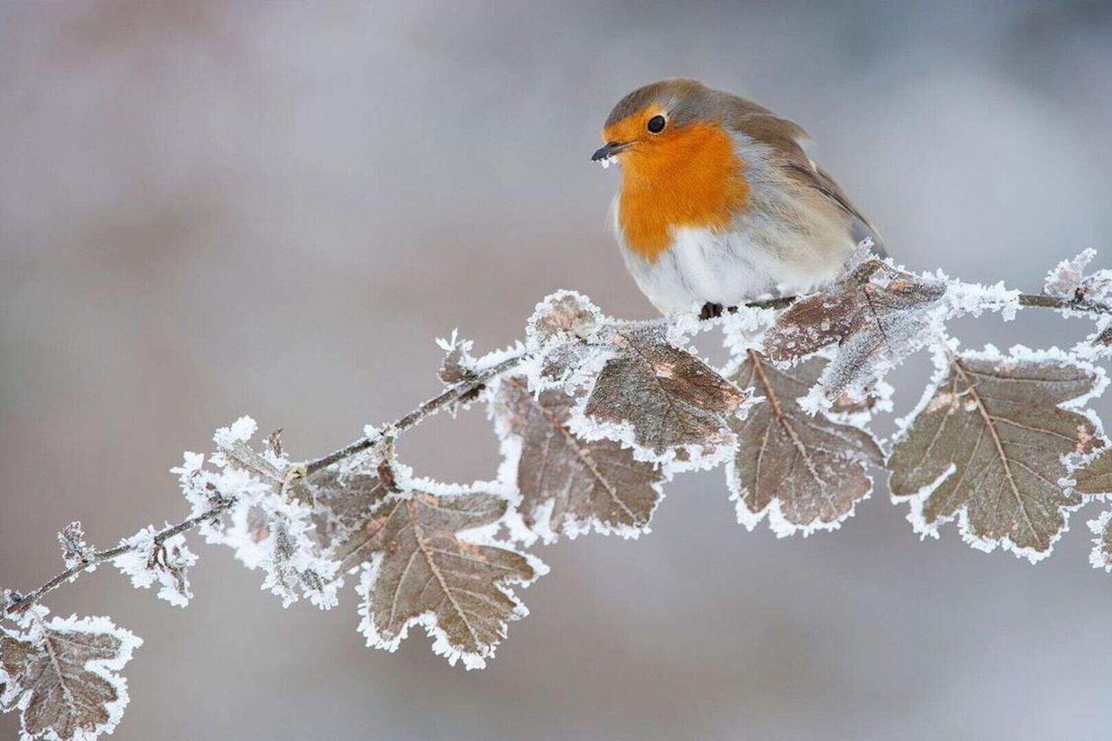 Weather Ireland: Met Éireann issue Status Yellow ice and snow warning ...