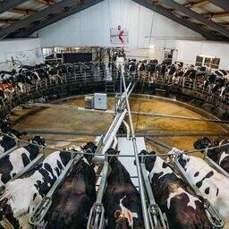 Don't underestimate value of EBI to your herd | Irish Independent