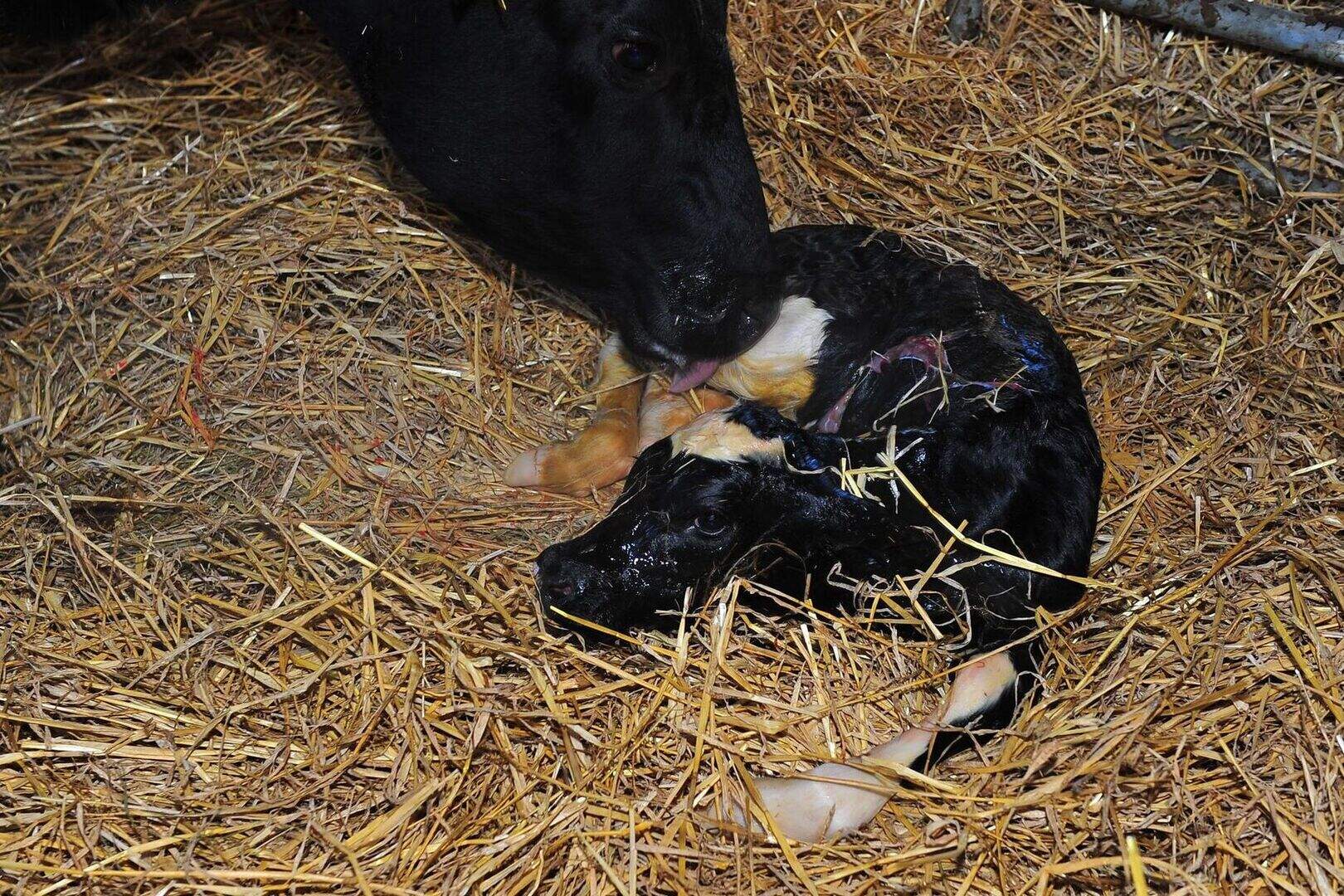 Eamon O’Connell: Why some high quality cows and calves come with their ...