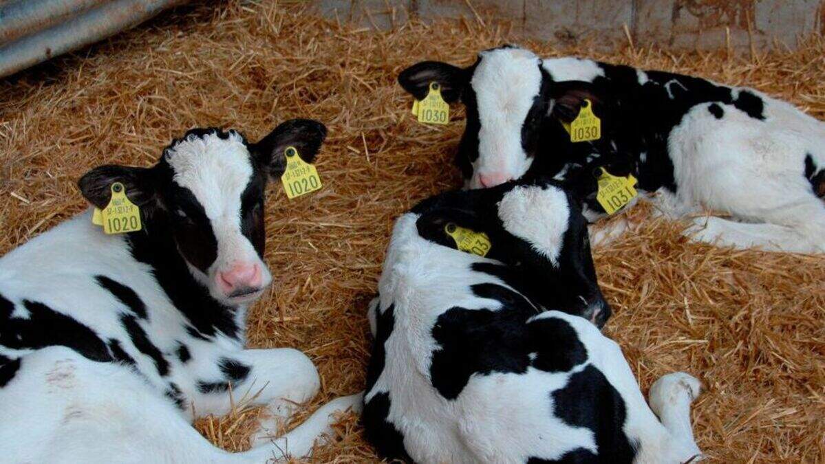 Pneumonia: How to defeat a calf killer | Irish Independent