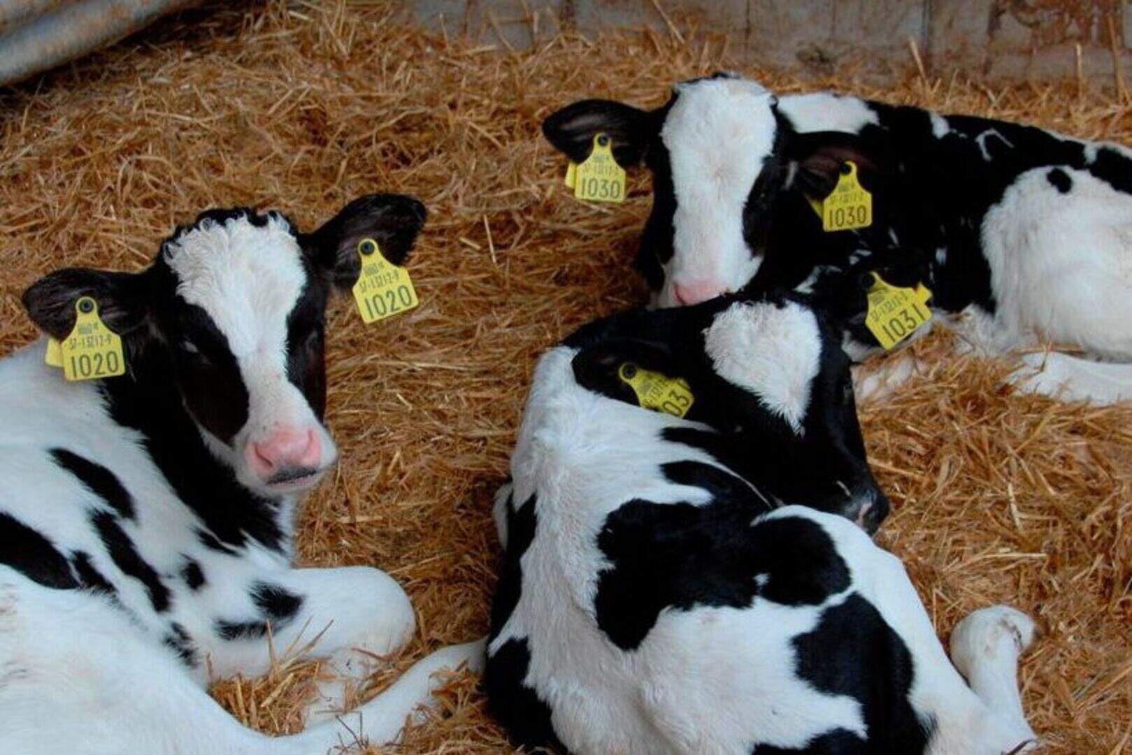 Pneumonia: How to defeat a calf killer | Irish Independent