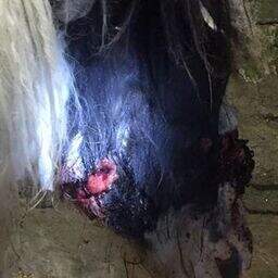 Warning distressing images: Abandoned horse found with live maggots in ...