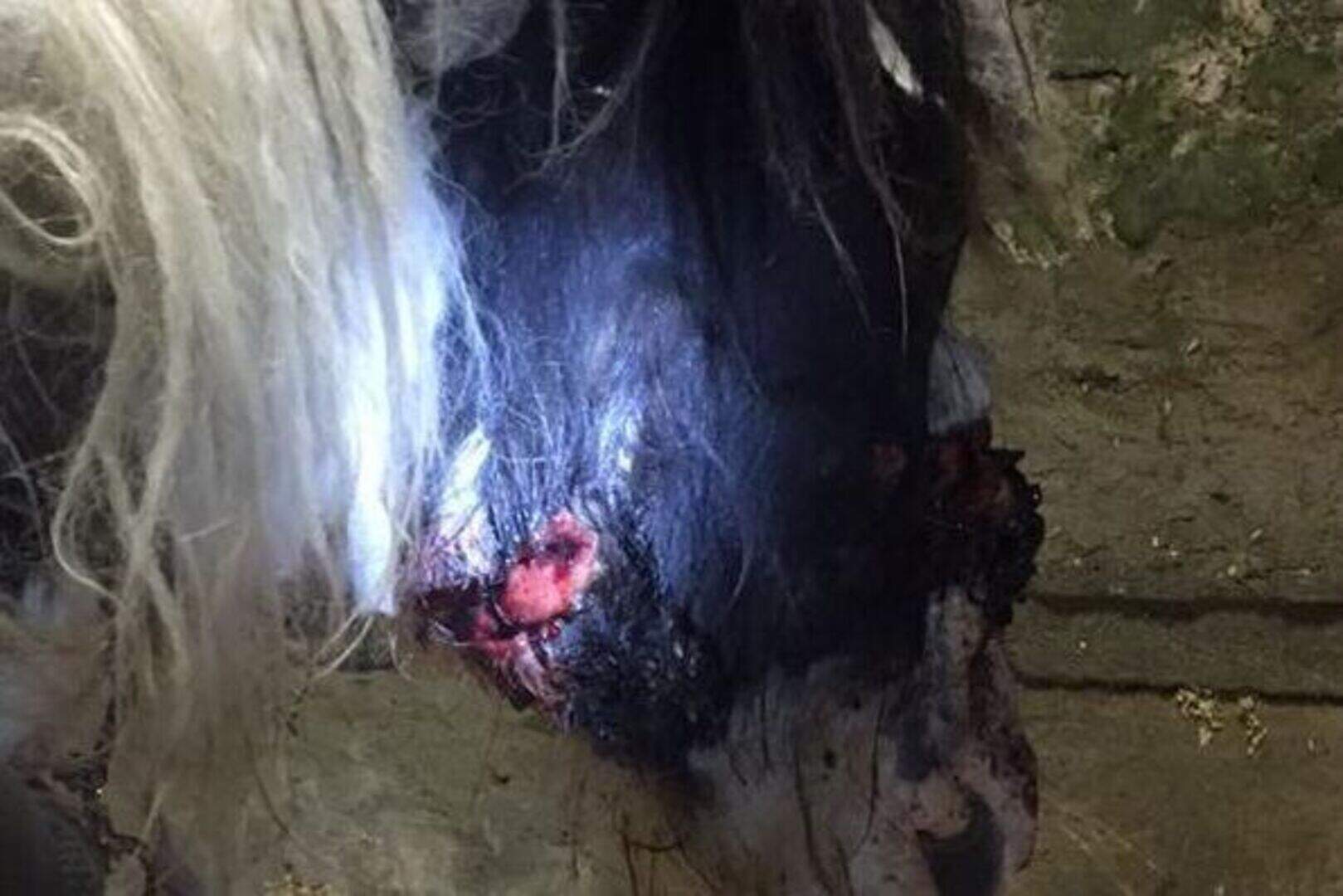Warning distressing images: Abandoned horse found with live maggots in ...