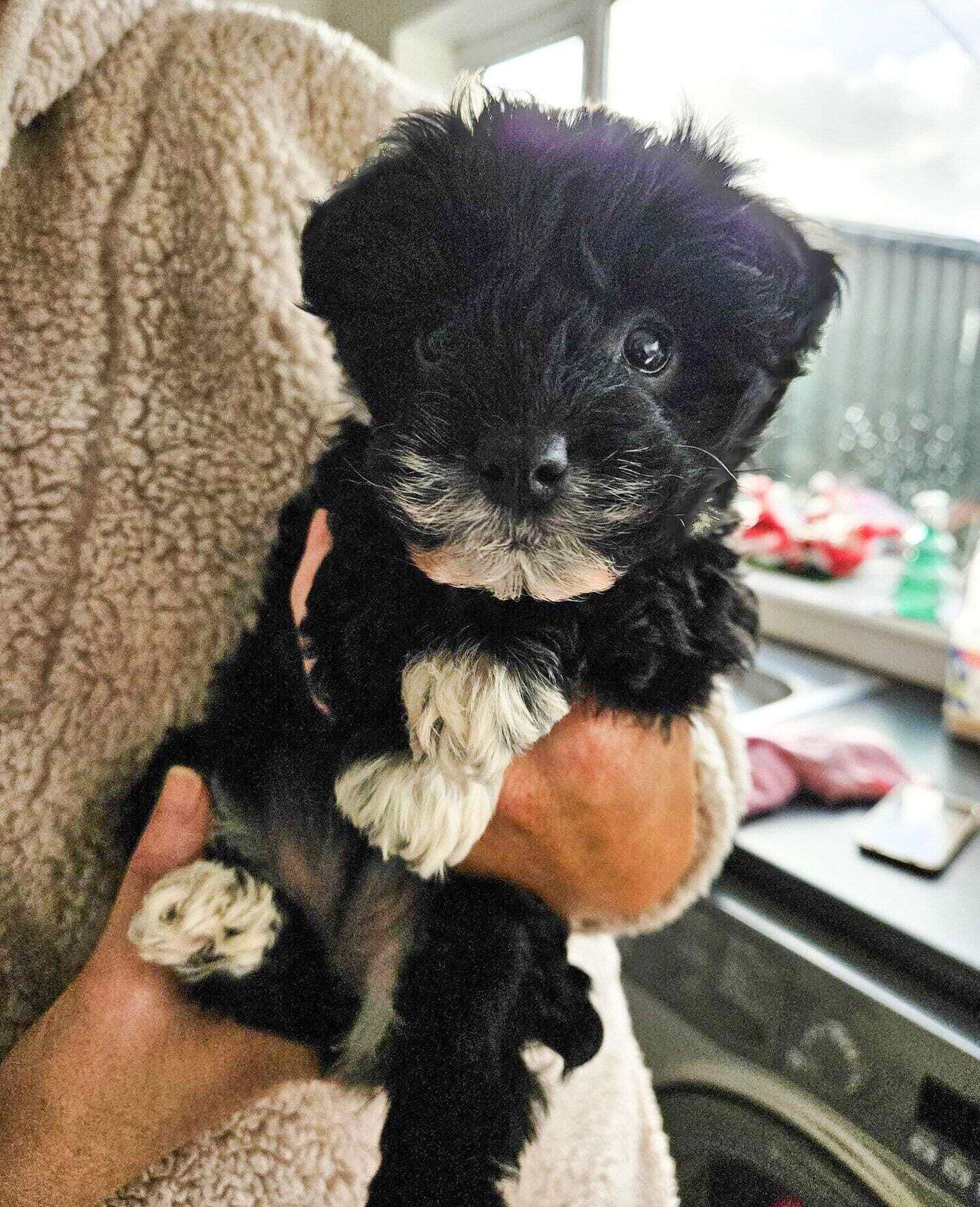 Puppy left to die inside bin in Clare village gets happy ending | Irish ...