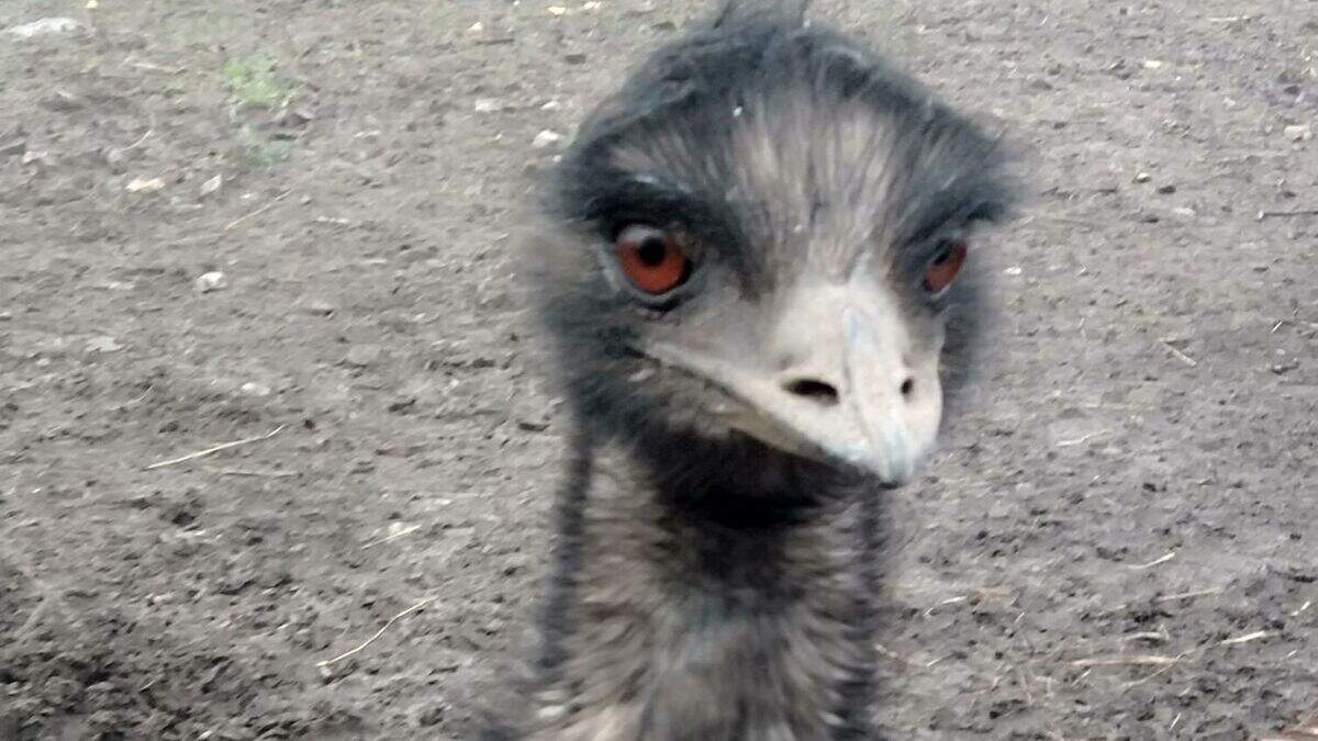 Irwin the ‘jolly emu’ found dead after vanishing from animal sanctuary ...